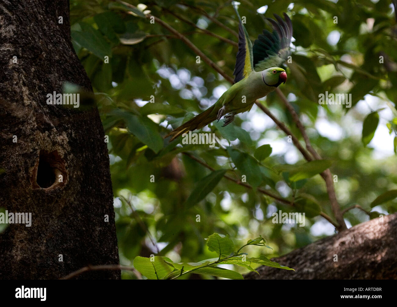 Parrot flying hi-res stock photography and images - Alamy