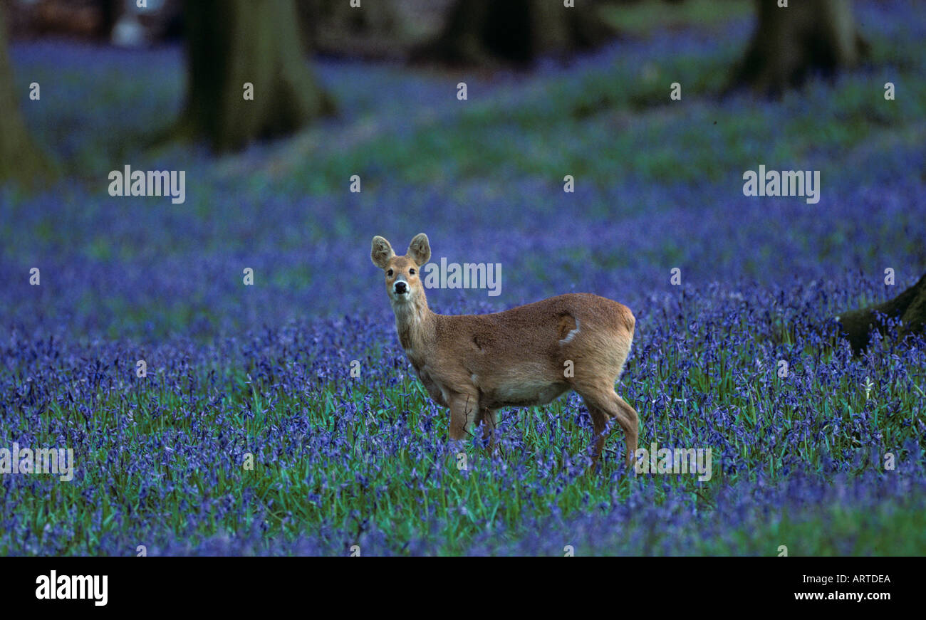 Chinese water deer male hi-res stock photography and images - Alamy