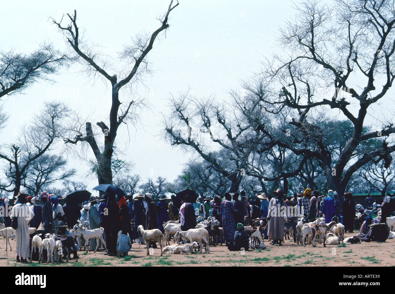 Mali agriculture cattle hi-res stock photography and images - Alamy