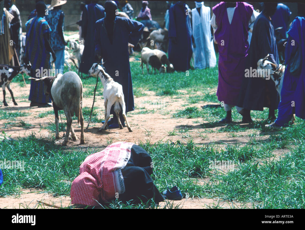Mali agriculture cattle hi-res stock photography and images - Alamy