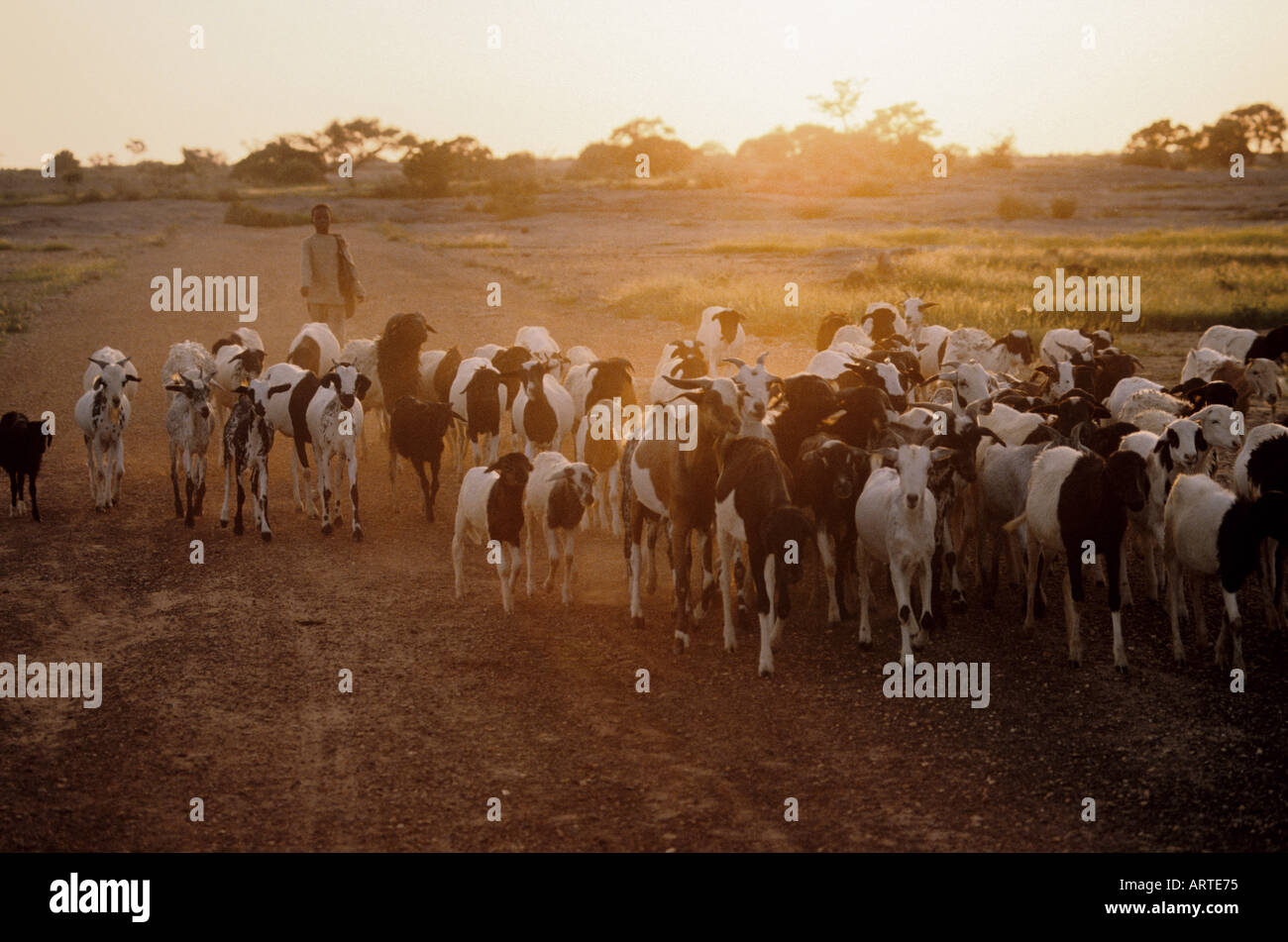 Mali agriculture cattle hi-res stock photography and images - Alamy