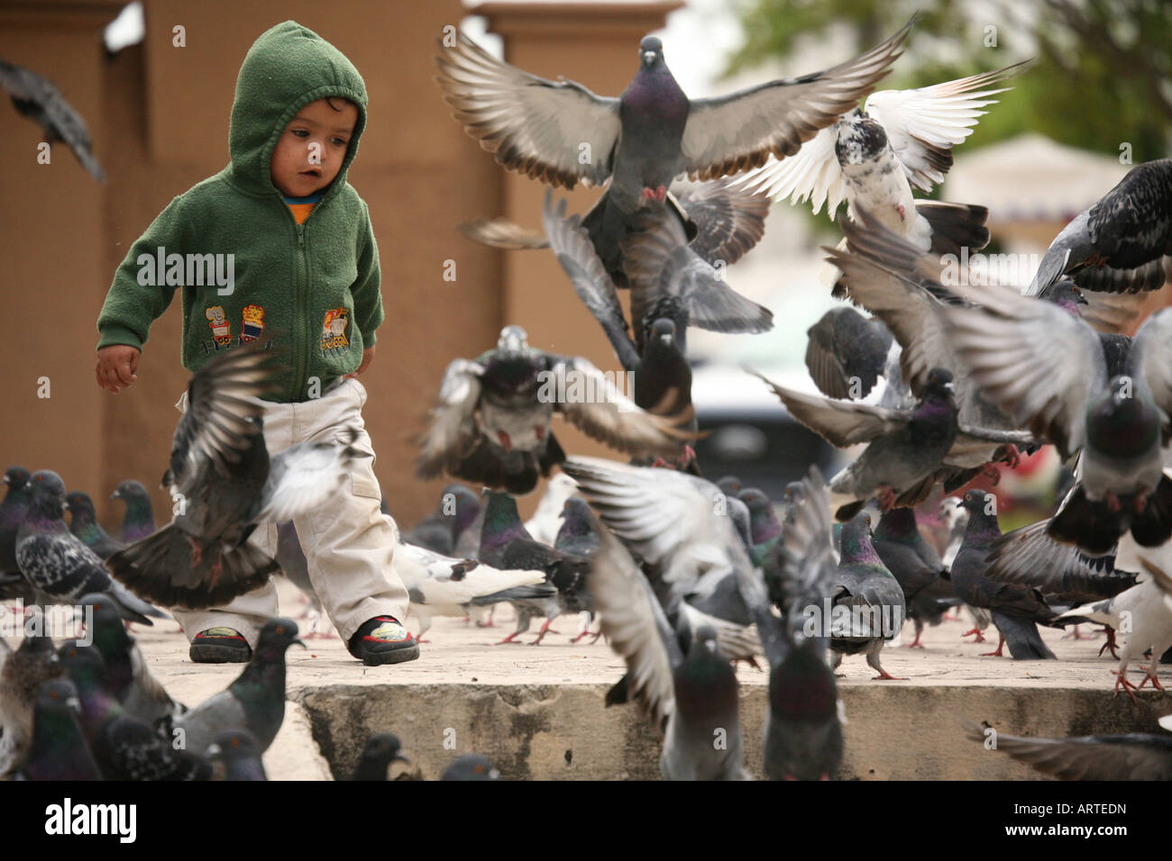 Little boy chasing pigeons in the park Stock Photo - Alamy