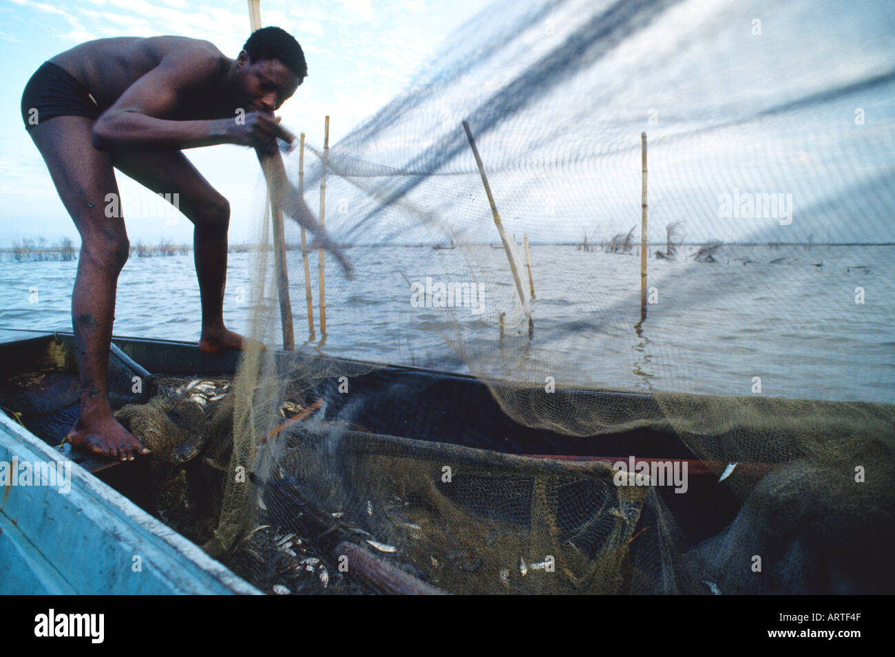 The fish are harvested from the fish farm grid Die Fische werden aus ...