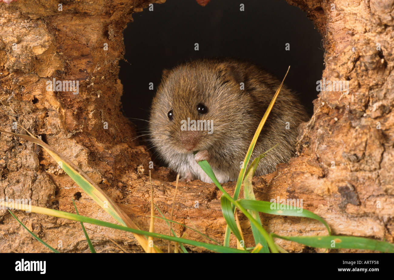 Common bank vole eating hi-res stock photography and images - Alamy