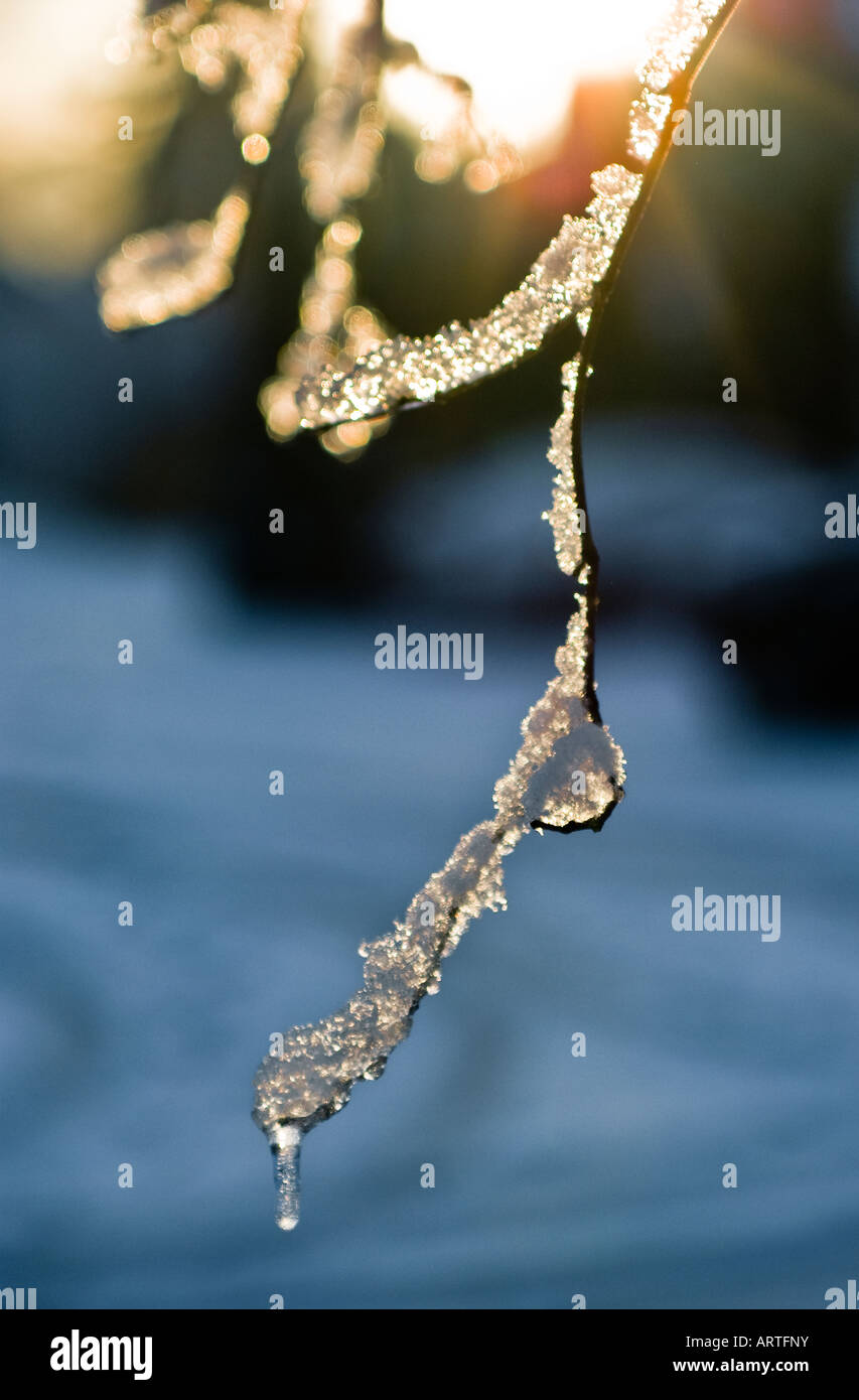 morning sun on ice Stock Photo - Alamy