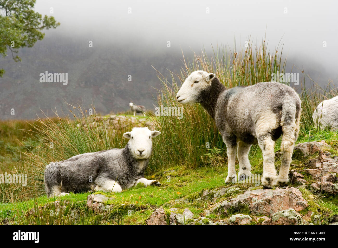 Cumbrian sheep hi-res stock photography and images - Alamy