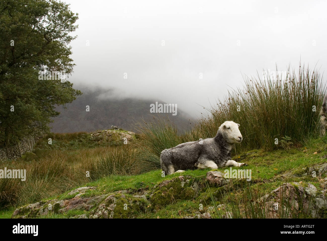 Cumbrian sheep hi-res stock photography and images - Alamy