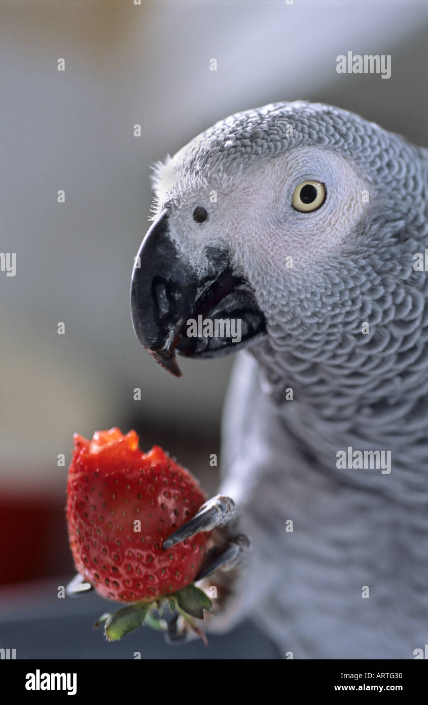 African grey parrot fruit hi-res stock photography and images - Alamy
