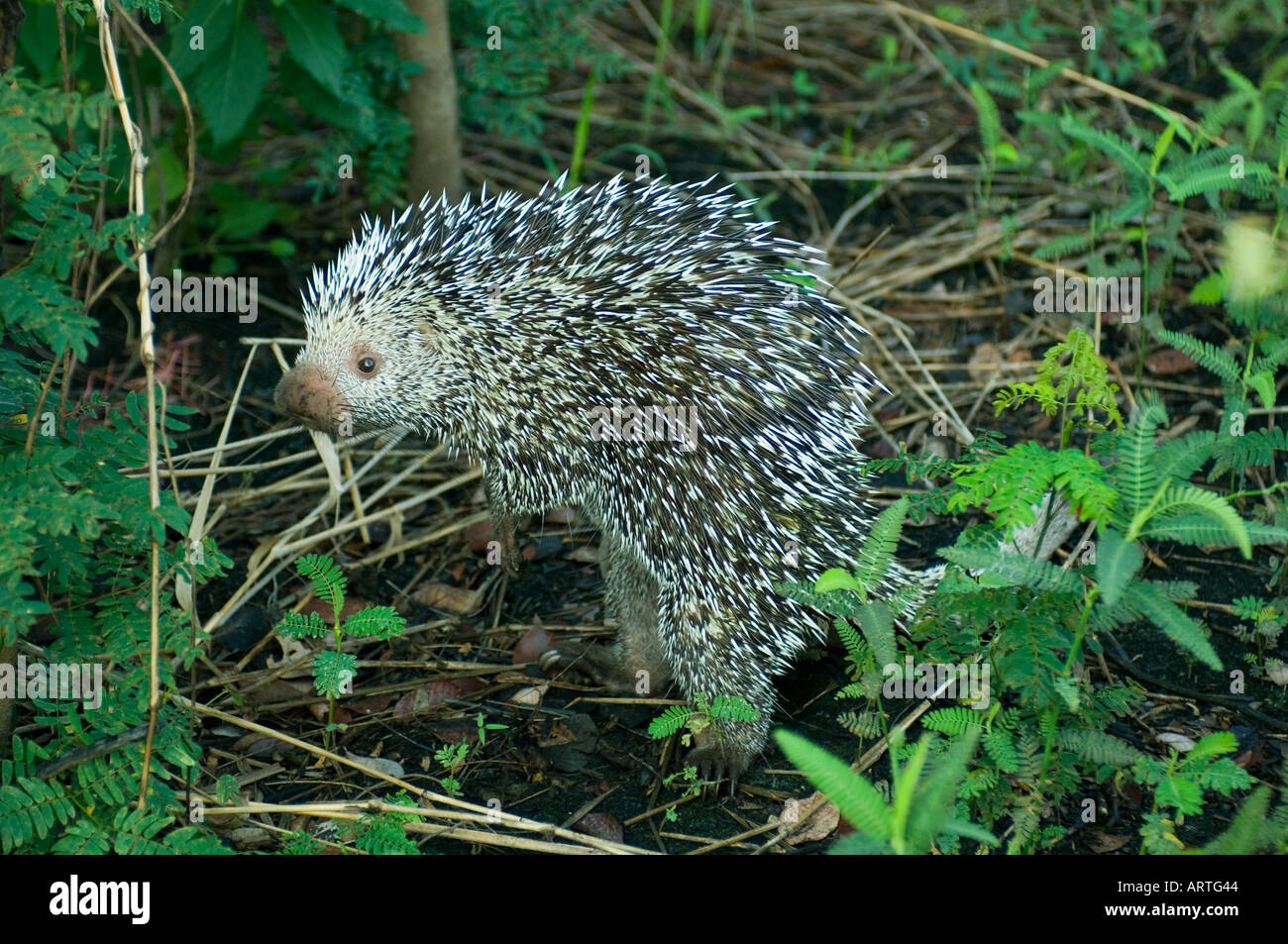 BRAZILIAN PORCUPINE (Coendou prehensilis) in brush, Pantanal, Mato ...