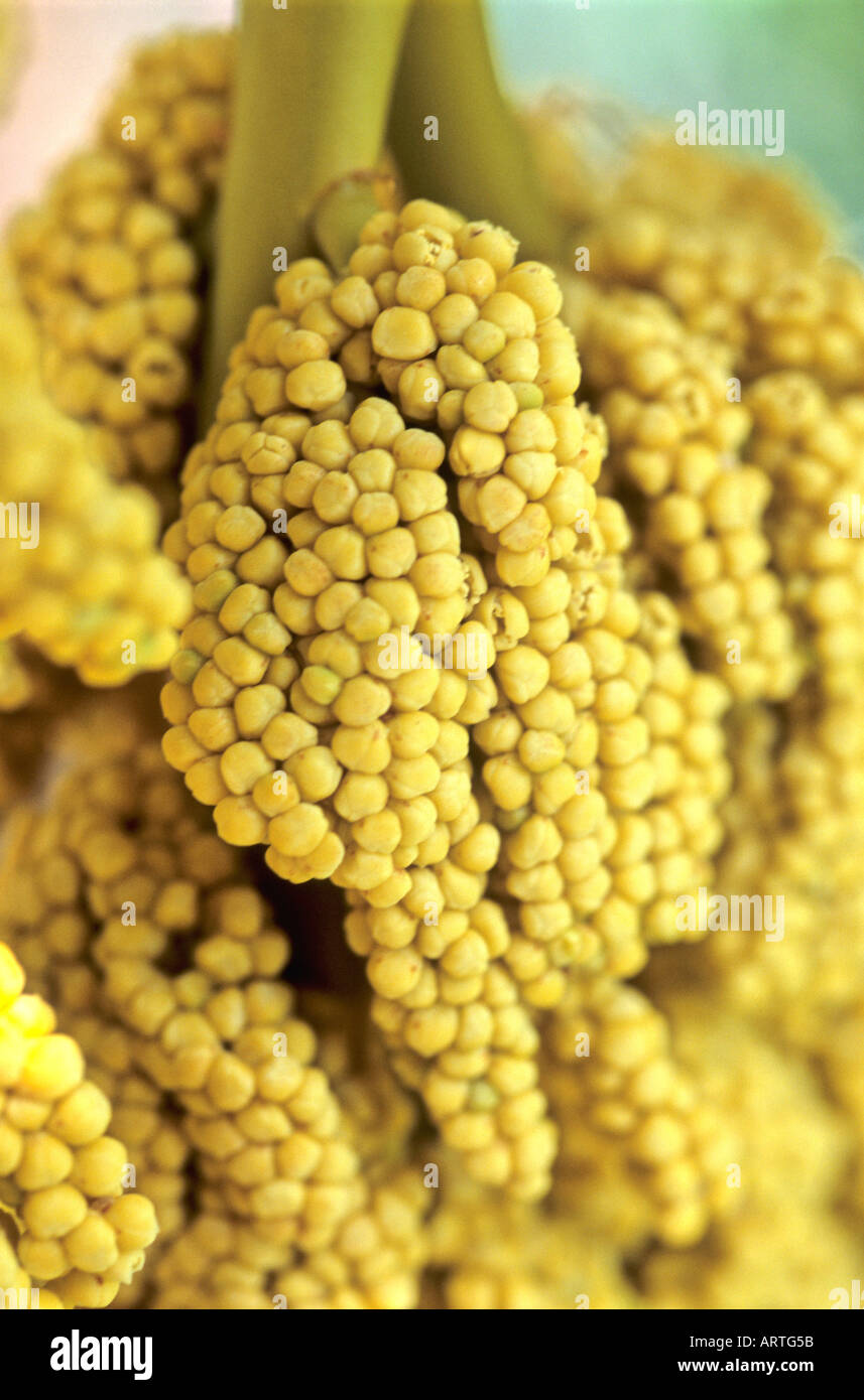 Flowers of Chusan Palm Stock Photo - Alamy