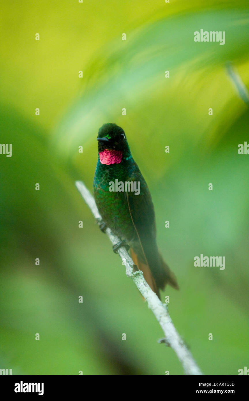 Brazilian ruby hummingbird hi-res stock photography and images - Alamy