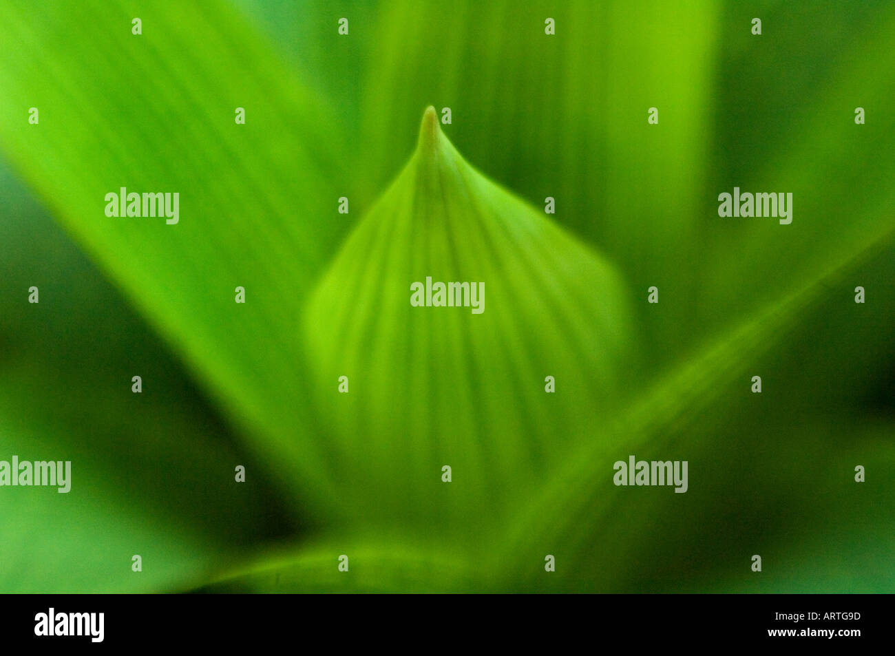 Agave agaves detail hi-res stock photography and images - Alamy