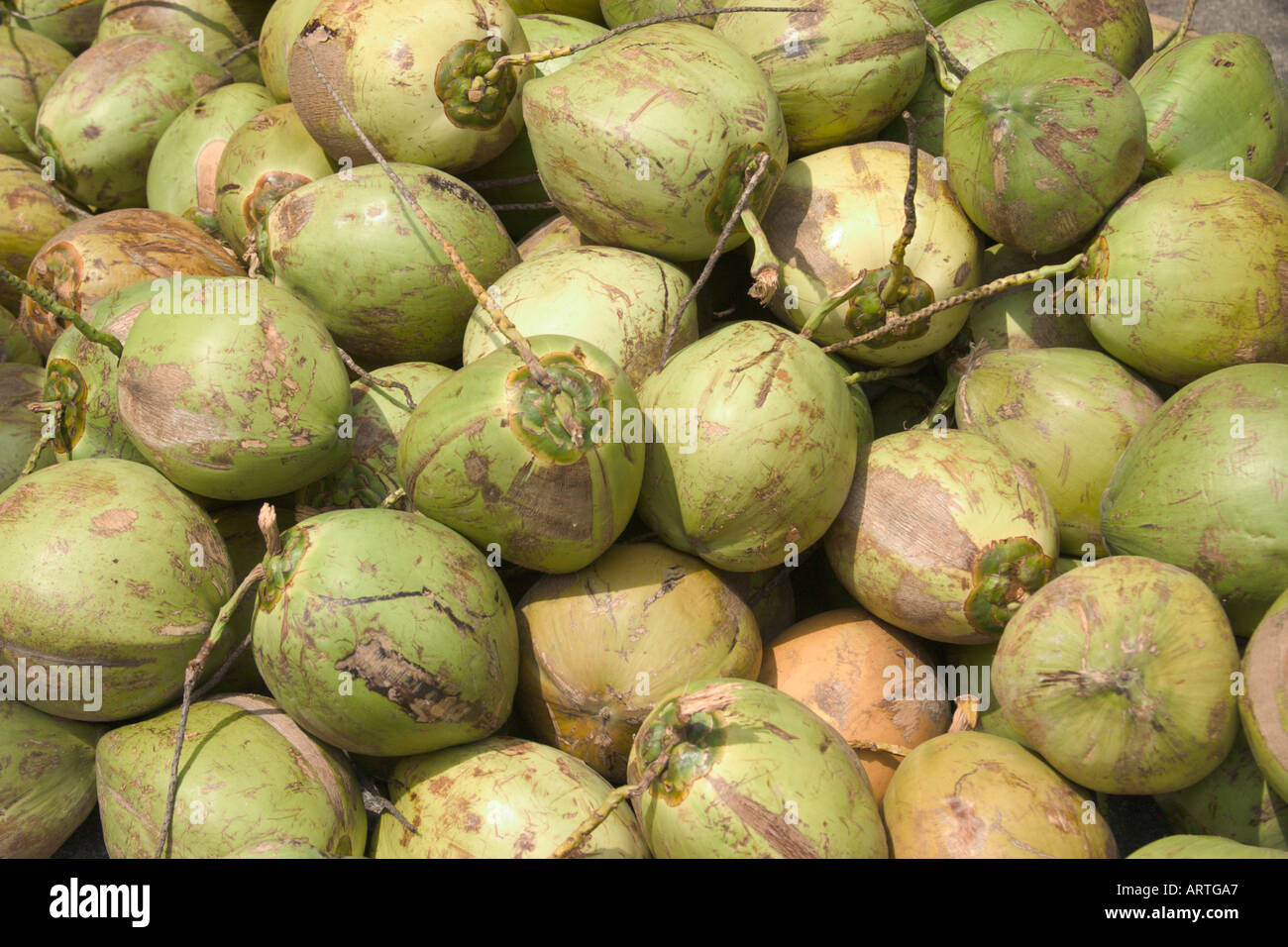 many green coconuts Stock Photo - Alamy