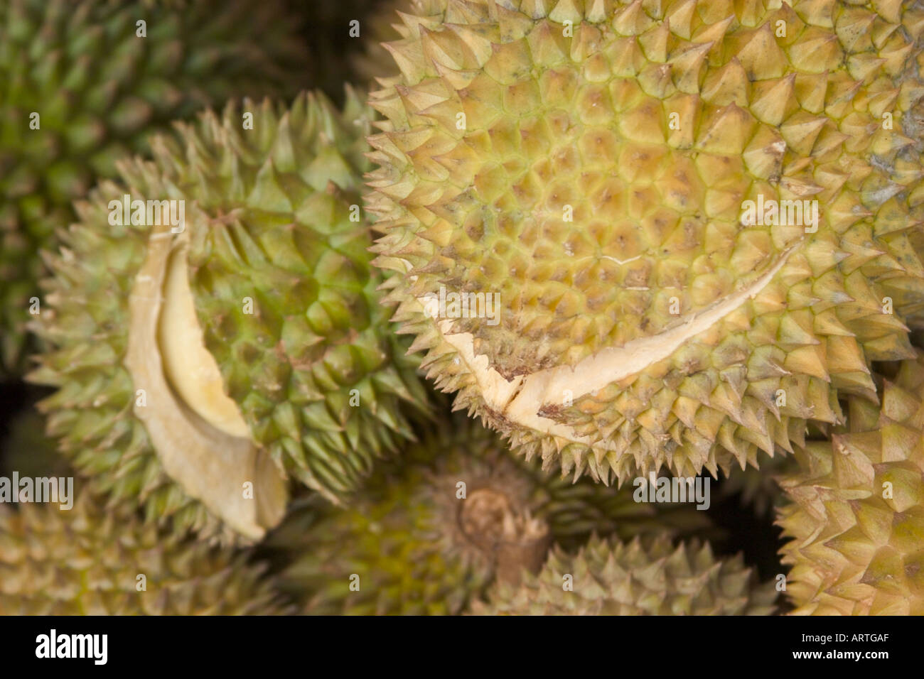 Opened durian fruit hi-res stock photography and images - Alamy
