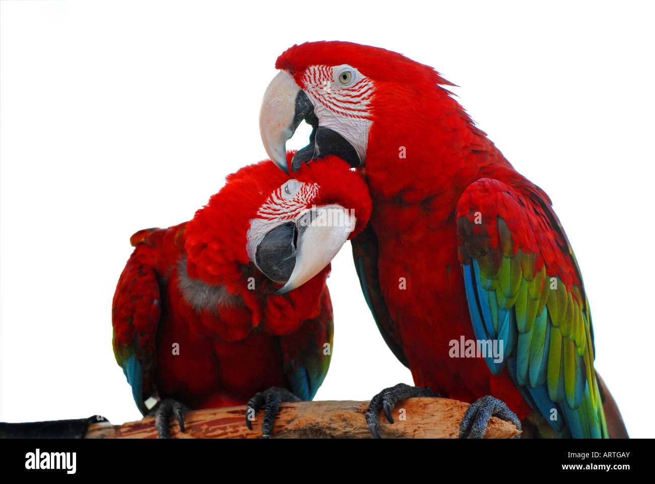 Two scarlet macaws Stock Photo - Alamy Two scarlet macaws Stock Photo - Alamy