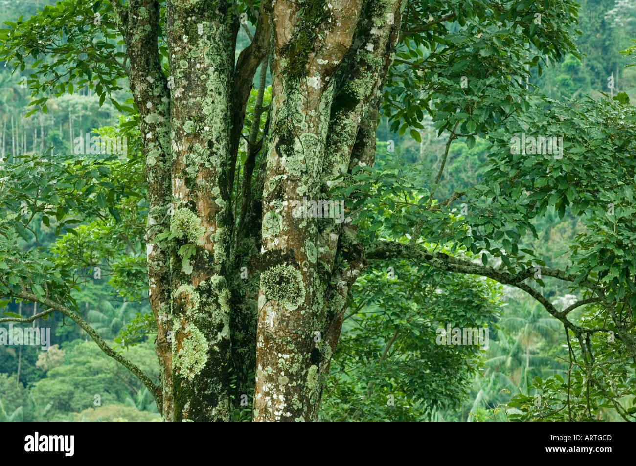Montane forest hi-res stock photography and images - Alamy
