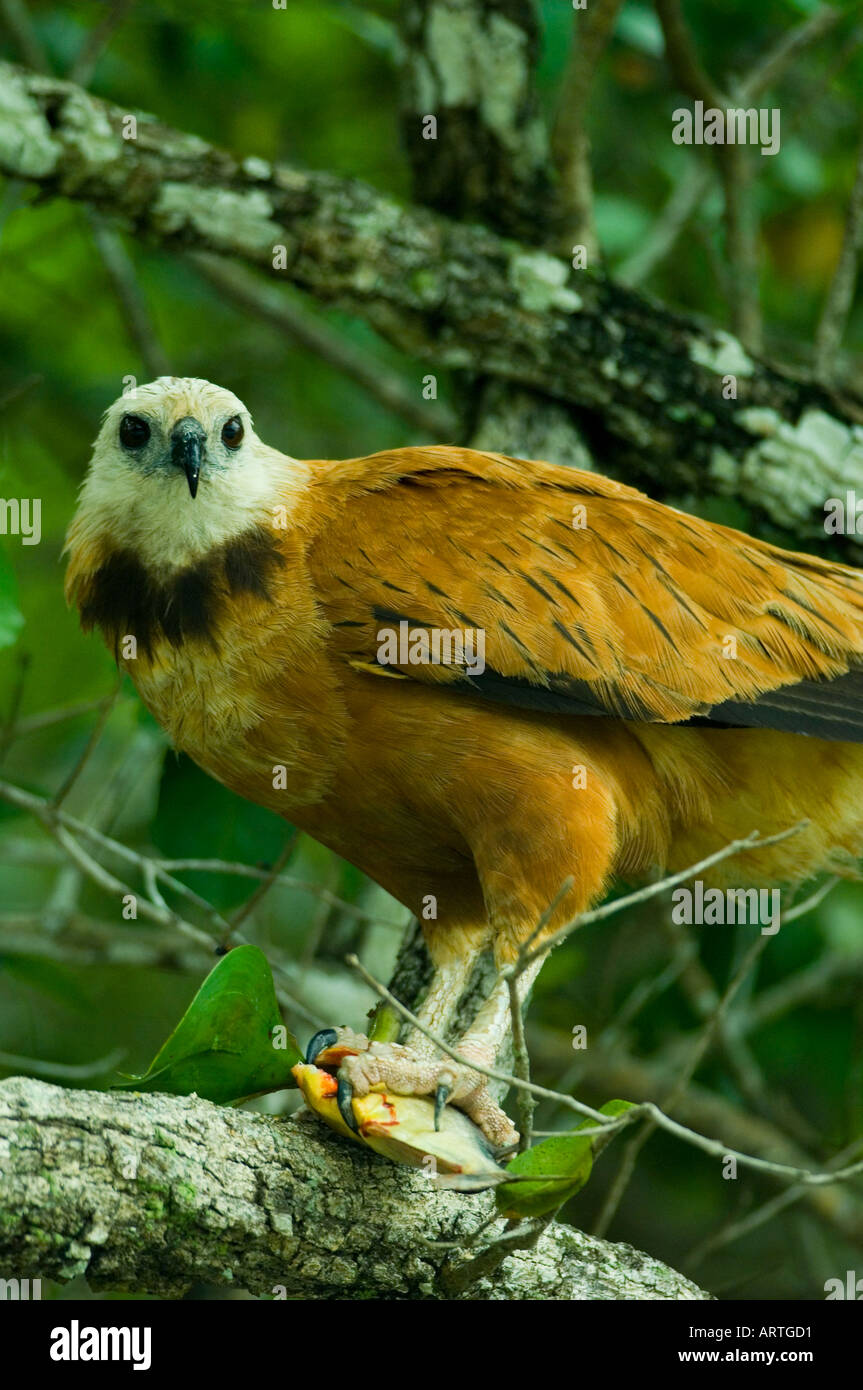 BLACK COLLARED HAWK (Busarellus nigricollis) Pantanal, Mato Grosso ...