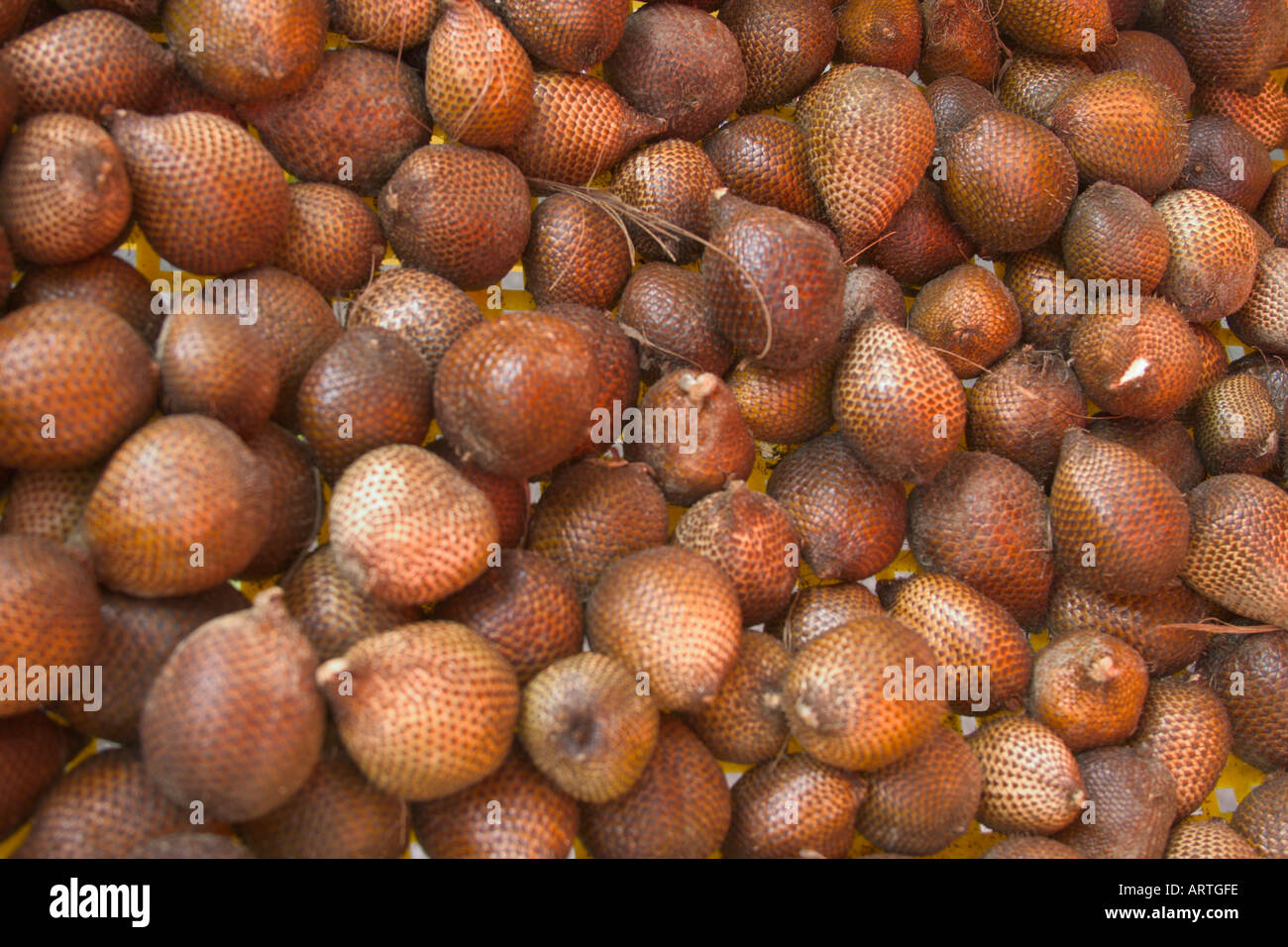 salak fruit snakefruit Salacca zalacca sweet edible fruit native to ...