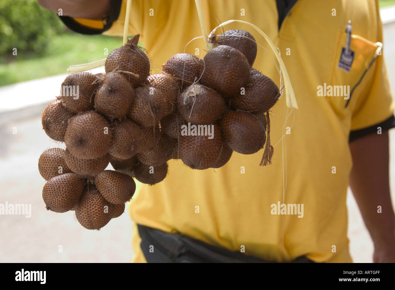salak fruit snakefruit Salacca zalacca sweet edible fruit native to ...