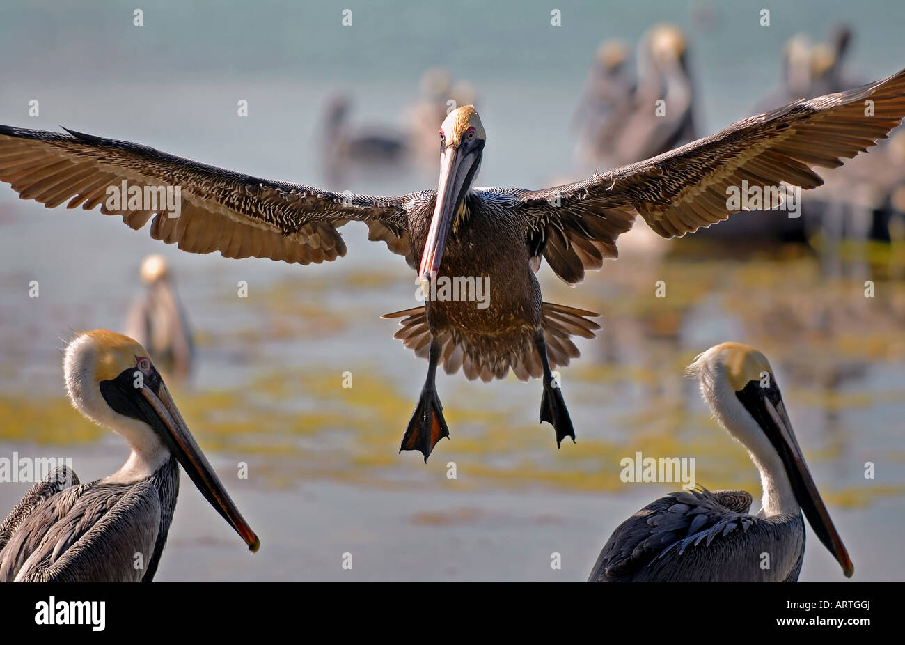 Pelican in flight Stock Photo - Alamy