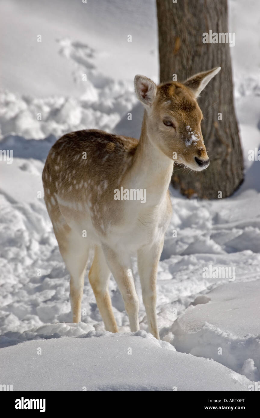 A Fallow Deer Stock Photo - Alamy