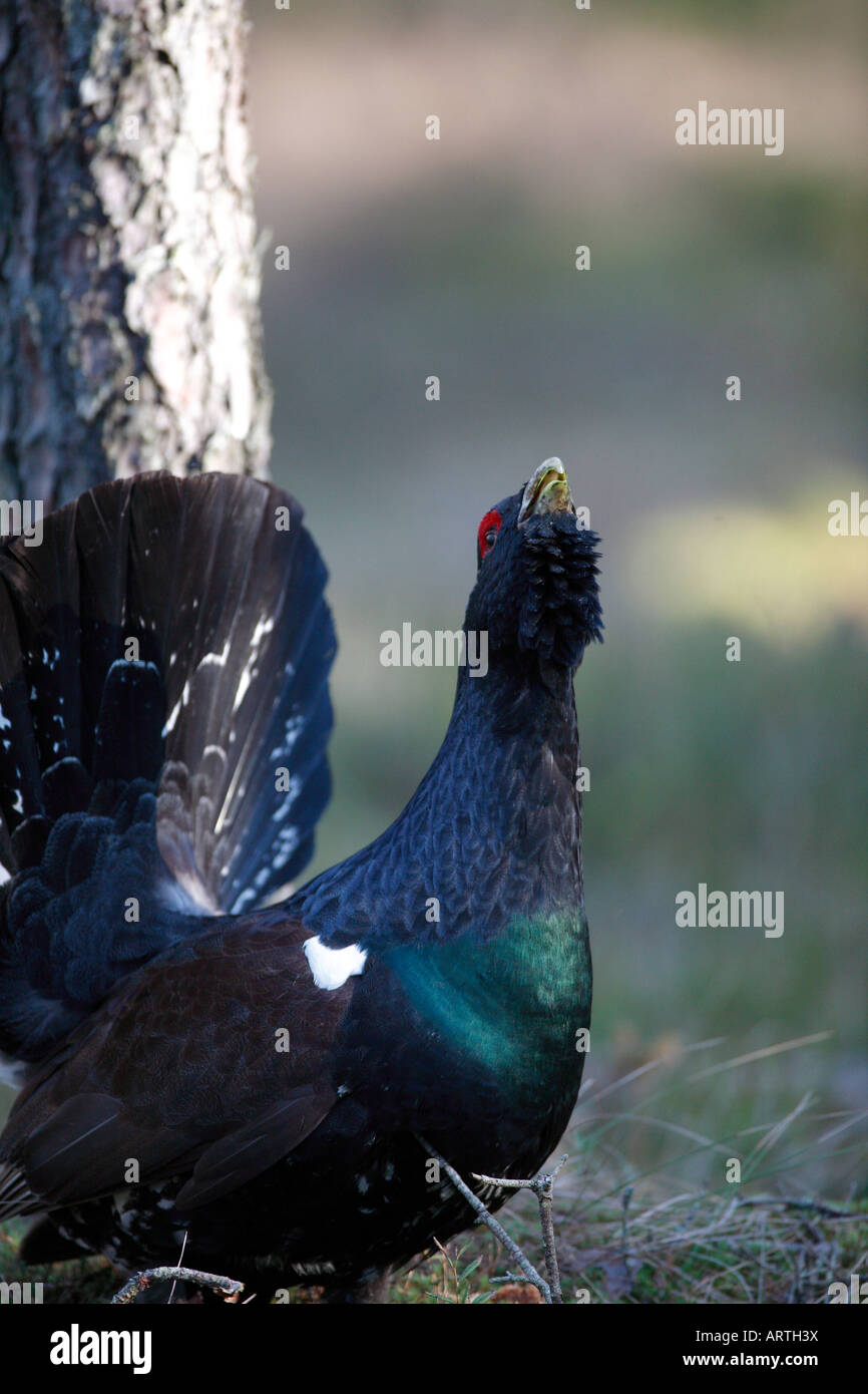 Capercaillie in virgin forest Stock Photo - Alamy