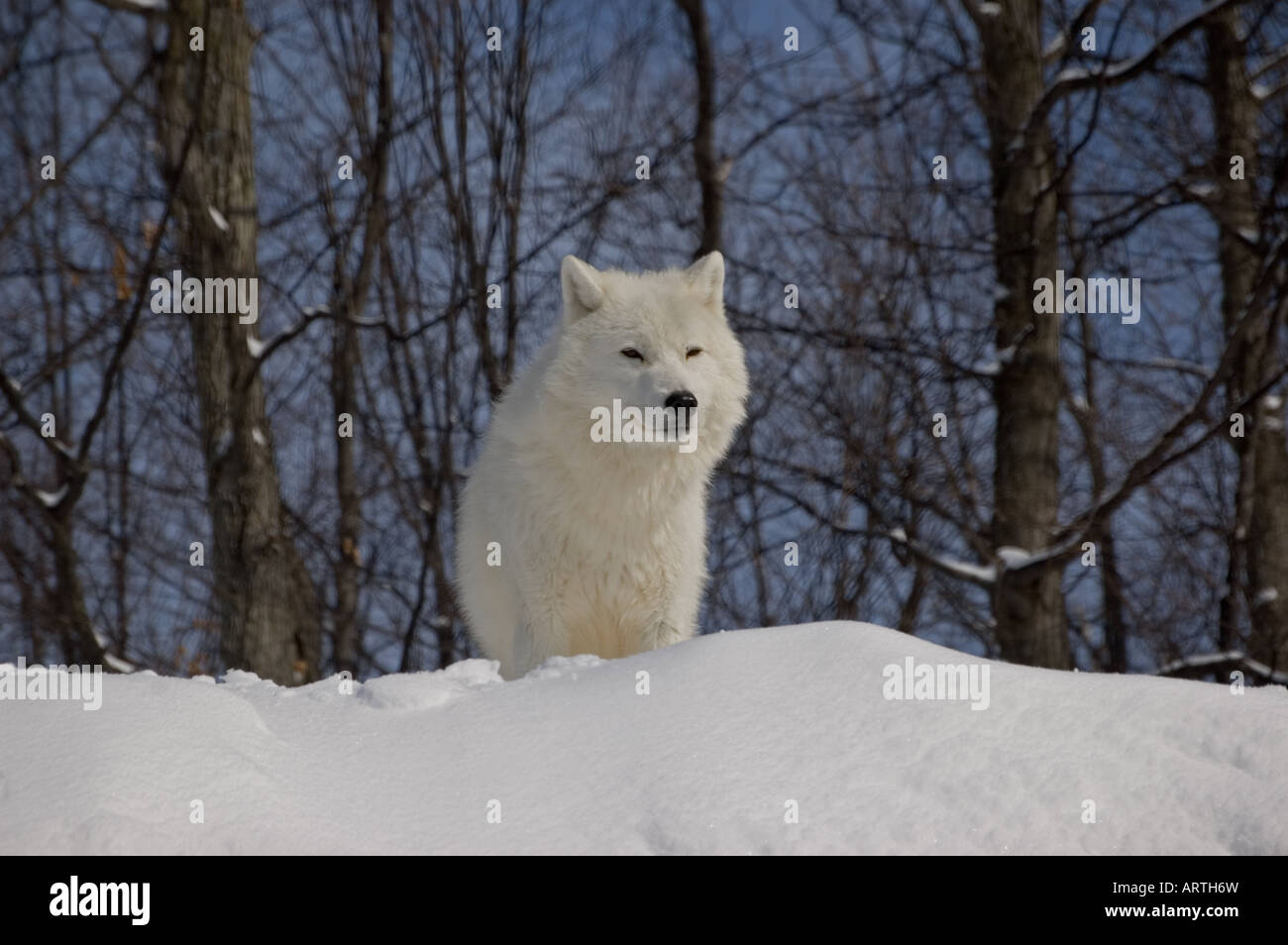 An Arctic Wolf Watches Stock Photo - Alamy