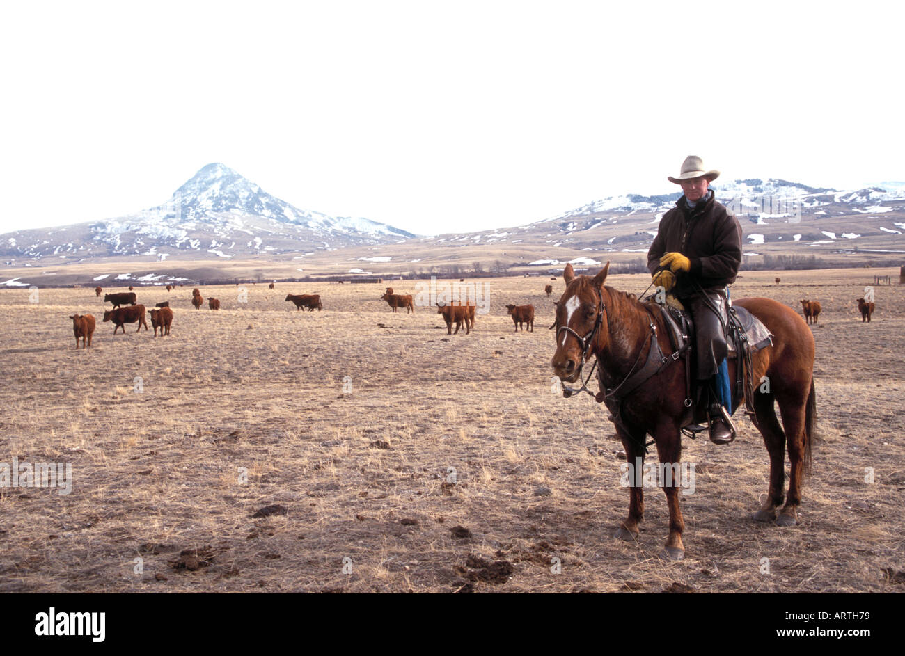 Cowboy, Virgil, Montana Stock Photo - Alamy