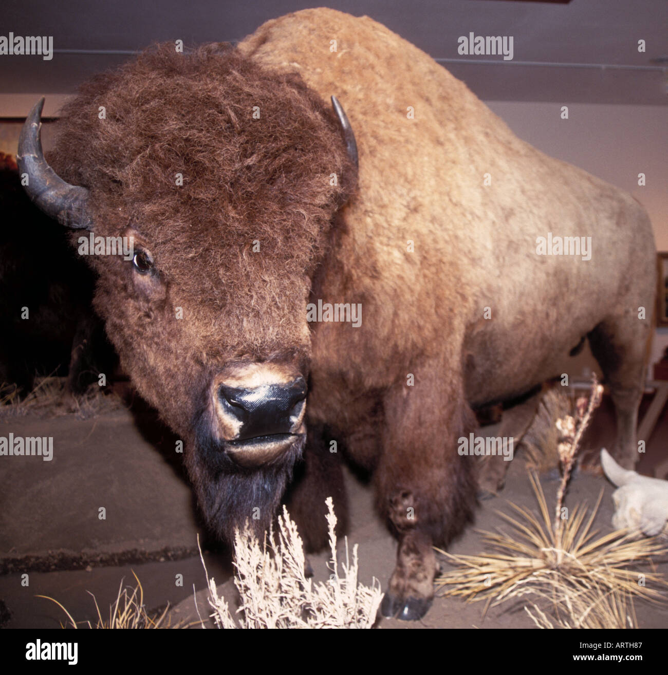 Exhibit of a bison in Montana Stock Photo - Alamy