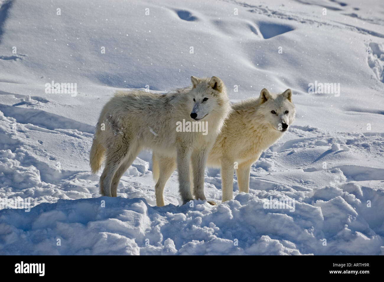 A Pair of Arctic Wolves Stock Photo - Alamy