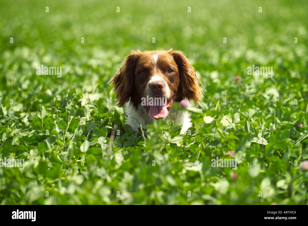 Dog in a field of Red Clover, Trifolium pratense Stock Photo - Alamy
