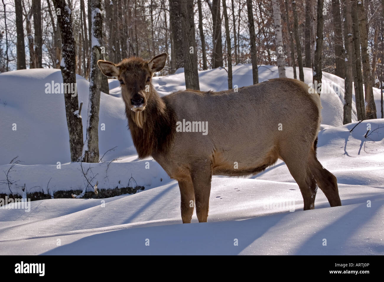 A Standing Elk Stock Photo - Alamy