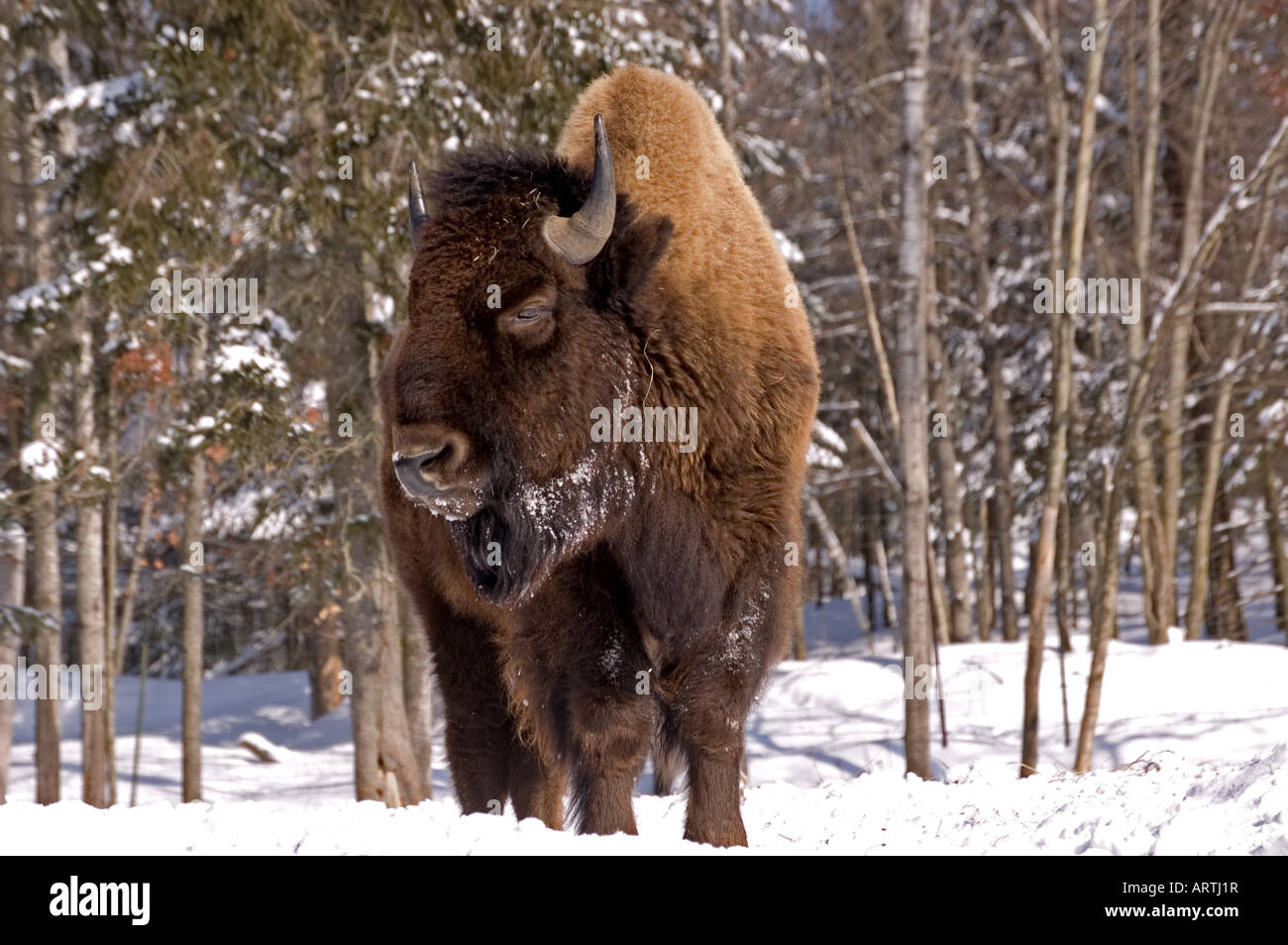 A Single Bison Stock Photo - Alamy