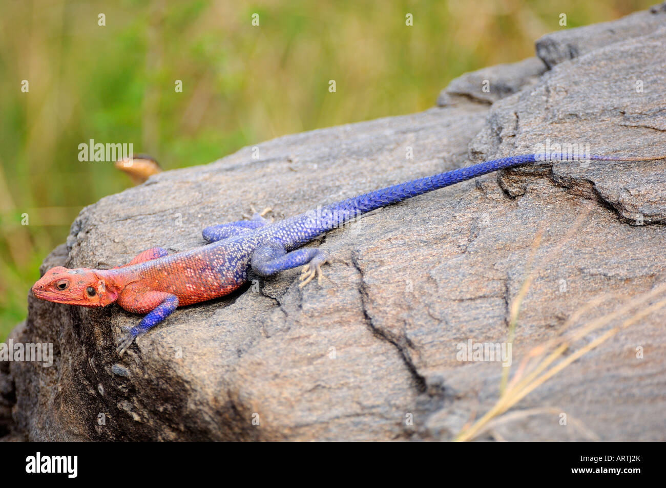 Gecko lizard in kenya hi-res stock photography and images - Alamy