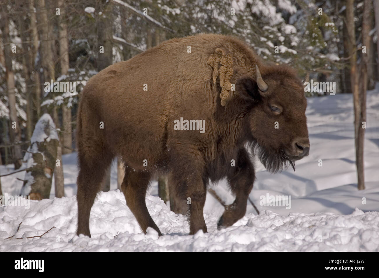 A Single Bison Stock Photo - Alamy