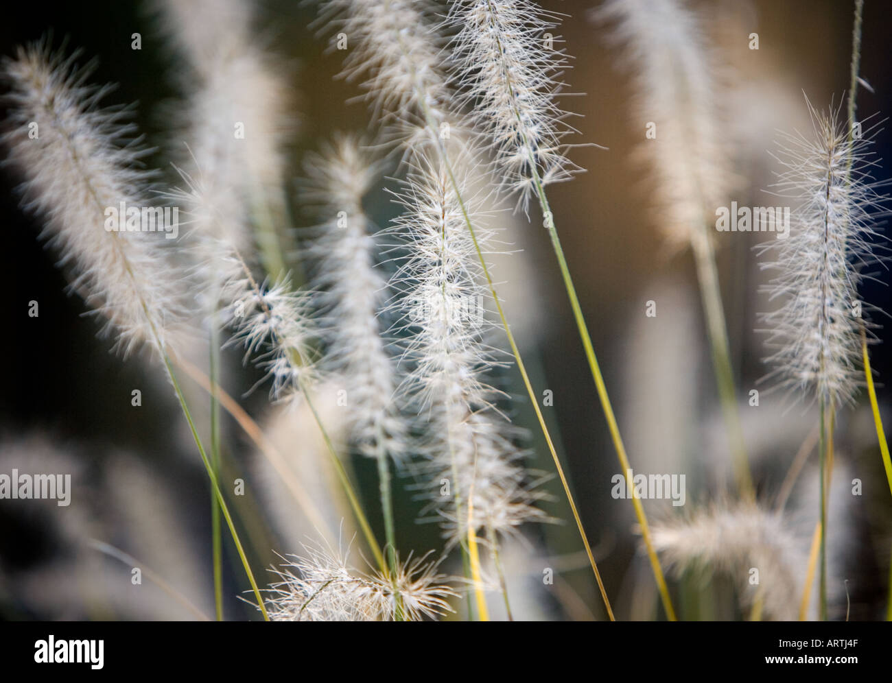 Ornamental grass in a garden hi-res stock photography and images - Alamy
