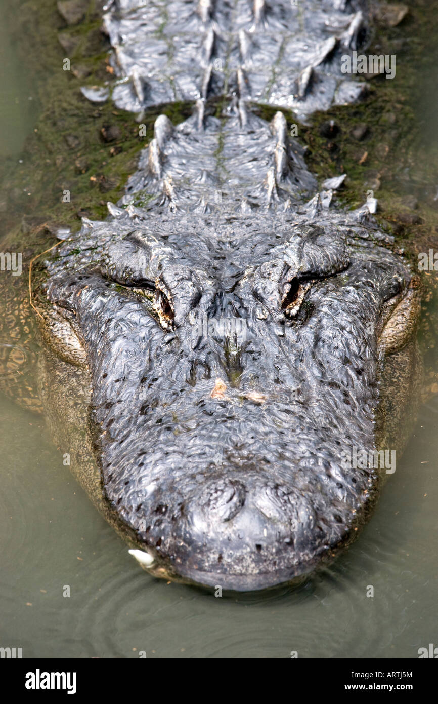 Big freshwater crocodile hi-res stock photography and images - Alamy