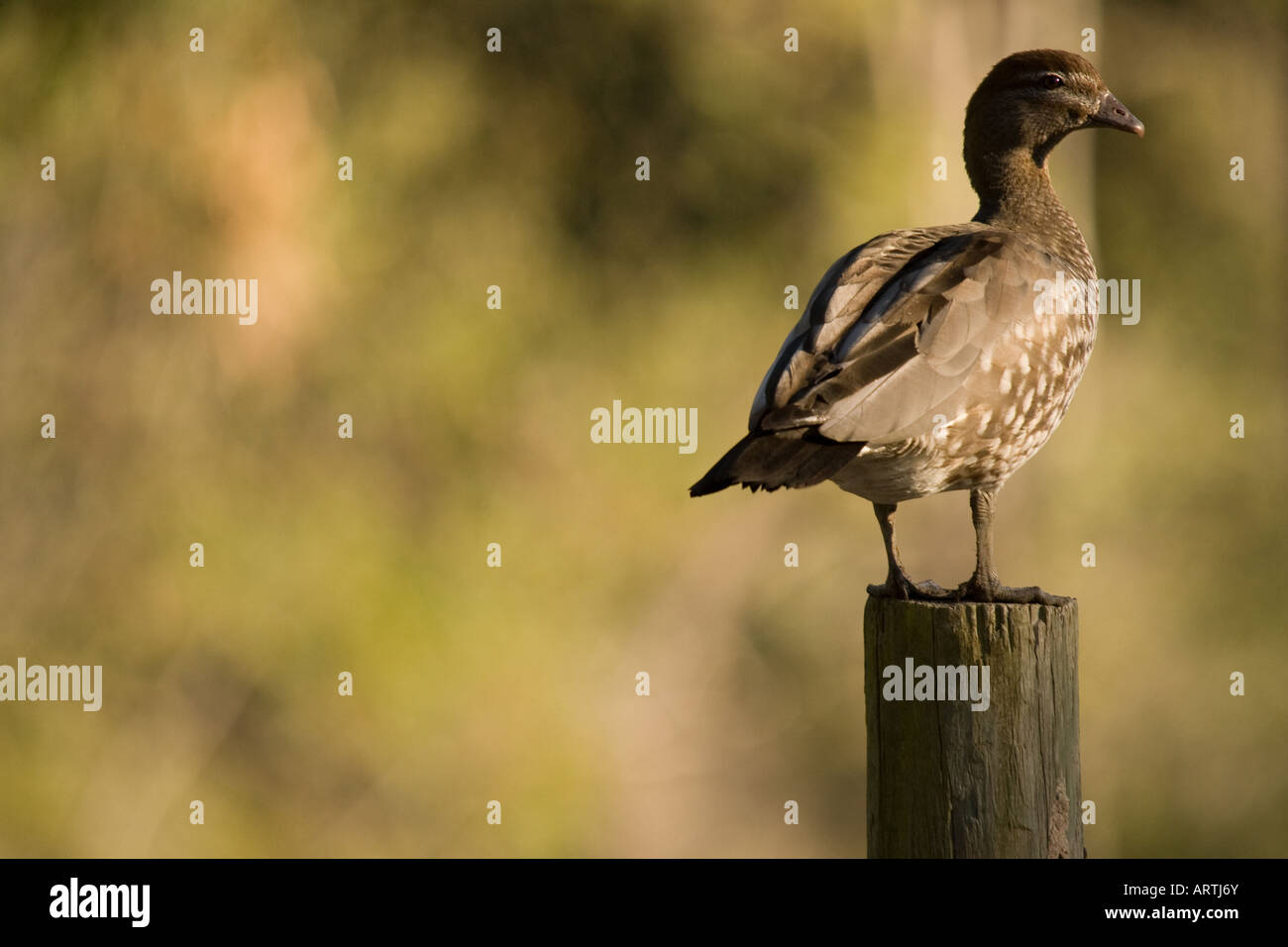 Solitary duck hi-res stock photography and images - Alamy