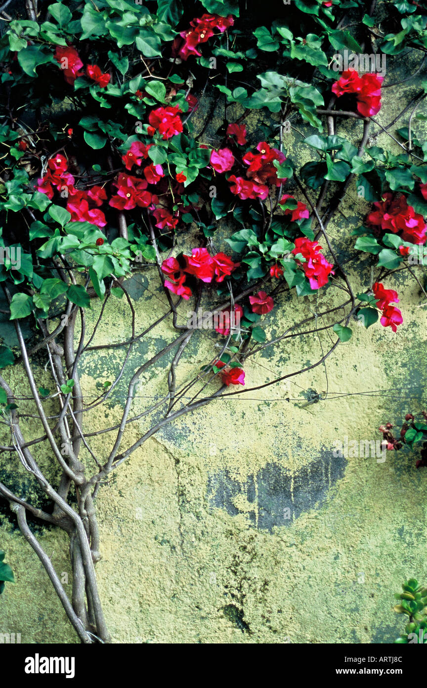 Madeira, Funchal, Monte - Brightly coloured flowers of a climber on a ...