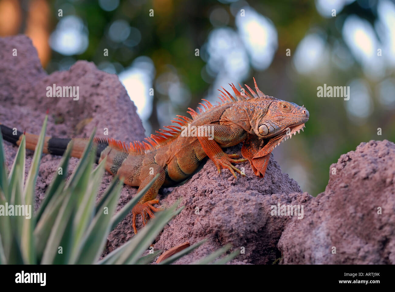 Iguana hi-res stock photography and images - Alamy