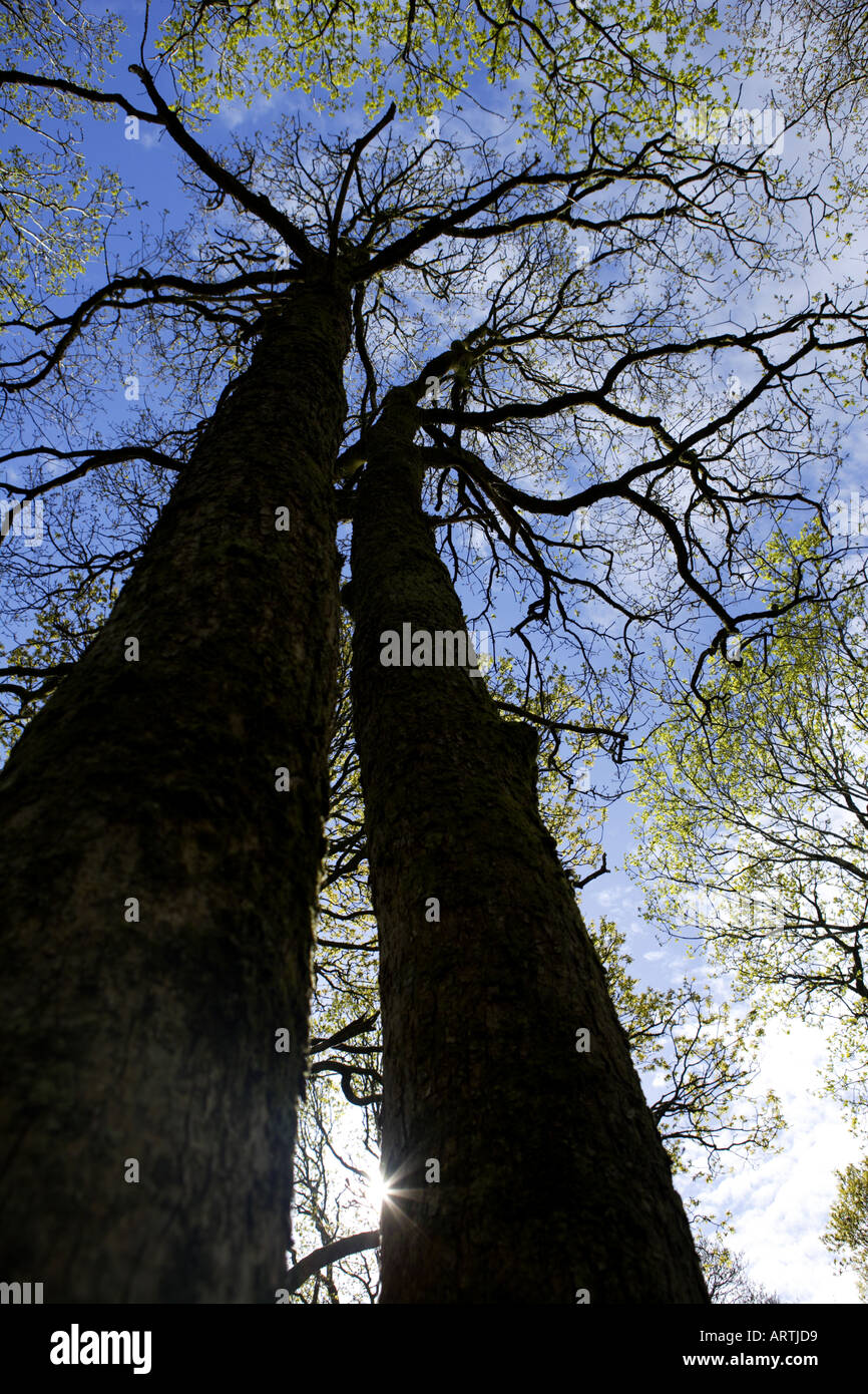 Tree trunks looking up to sky with sun peeping out Stock Photo - Alamy