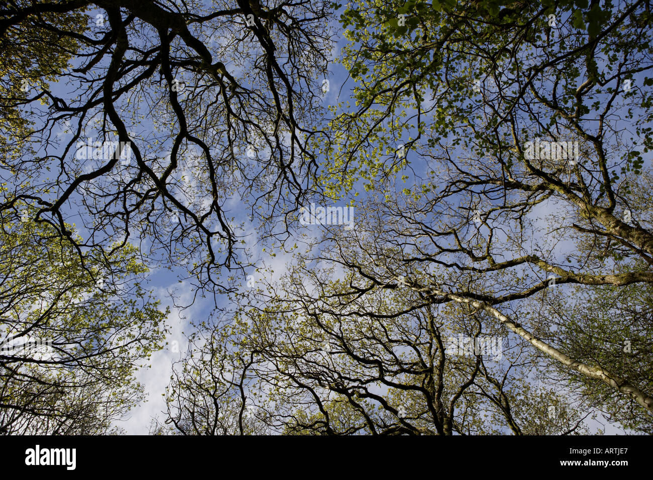 Trees tops and sky Stock Photo - Alamy