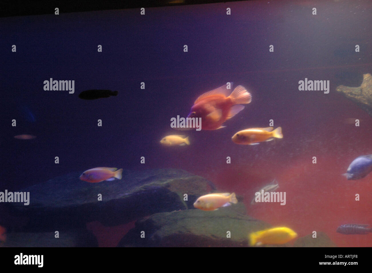 Bunch of fish Stock Photo - Alamy