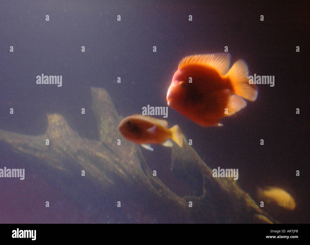 Artistic fish hi-res stock photography and images - Alamy