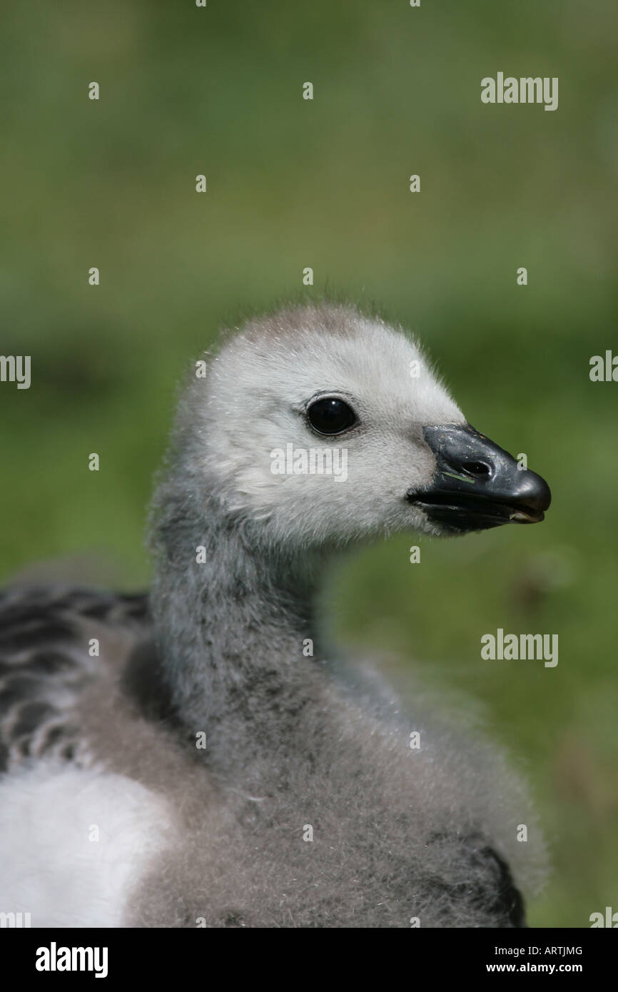 Barnacle goose gosling Branta leucopsis Stock Photo - Alamy