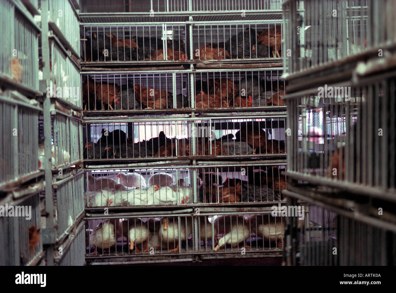 Poultry sit nervously in their cages at the Delancey Live Chicken ...
