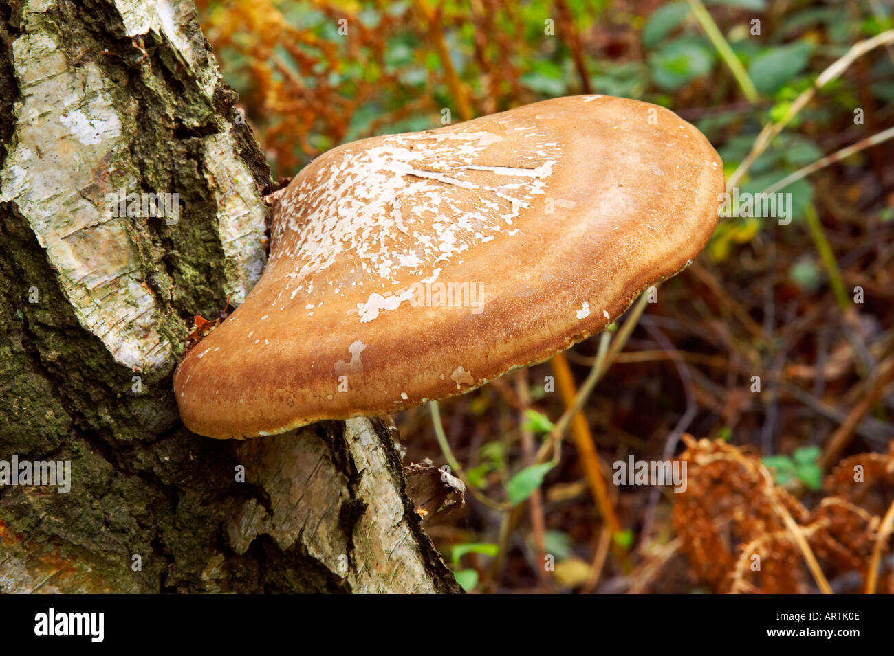 Birch polypore piptoporus betulinus Common Bracket Fungus Stock Photo ...