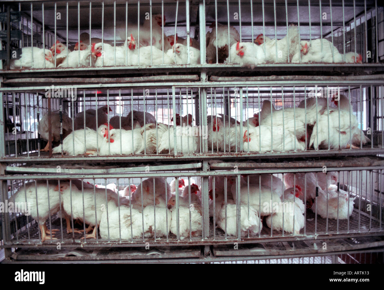 Chicken slaughterhouse usa hi-res stock photography and images - Alamy