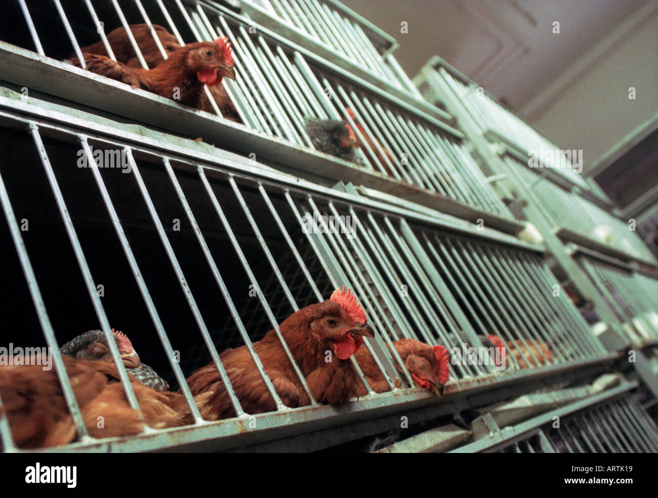 Chicken slaughterhouse usa hi-res stock photography and images - Alamy