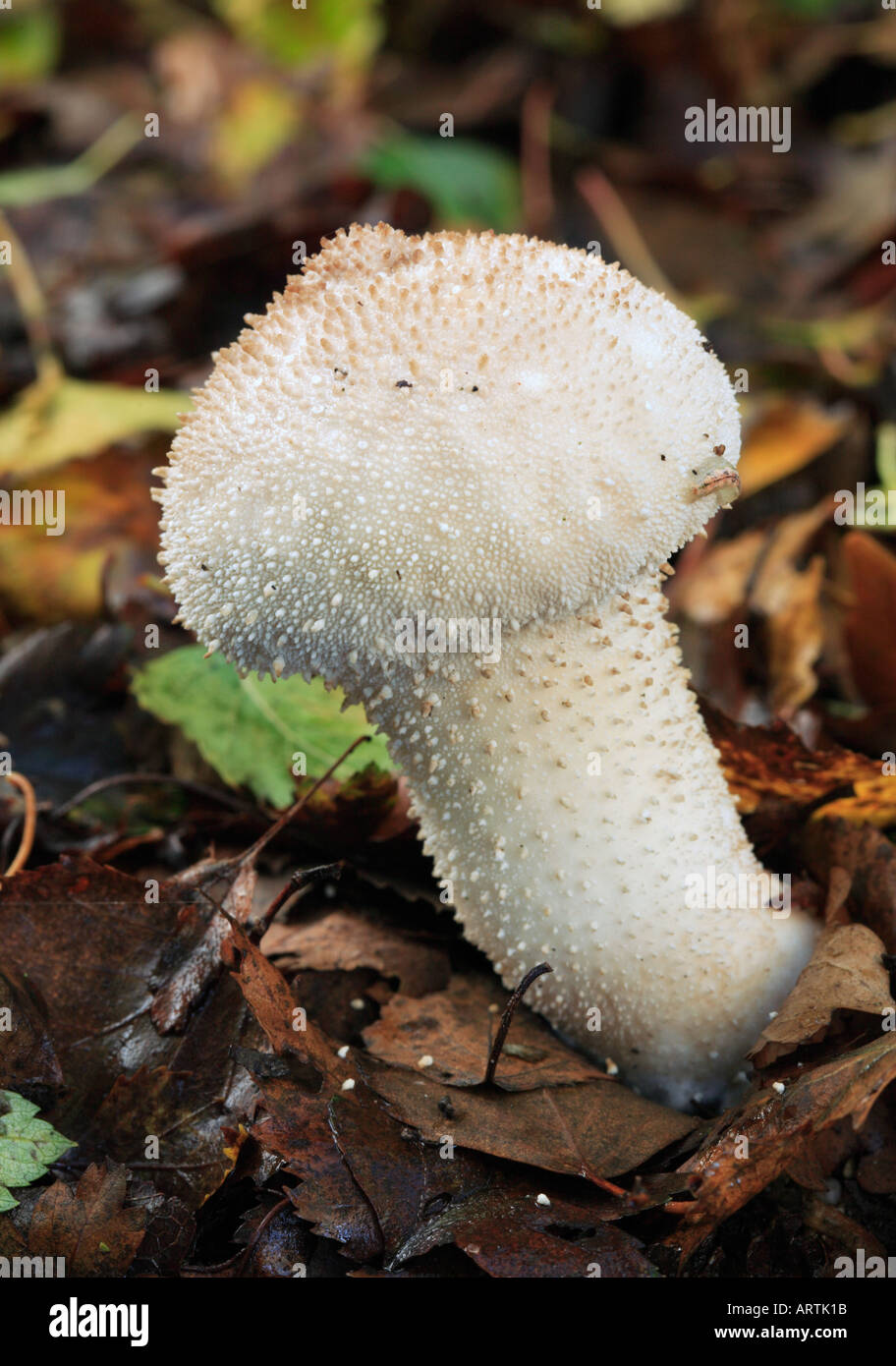 Lycoperdon hi-res stock photography and images - Alamy